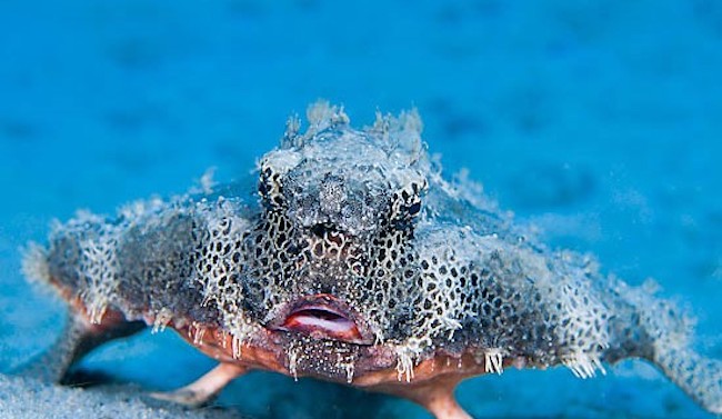 Polka-dot Batfish (Ogcocephalus radiatus). Photo taken off Florida, USA.