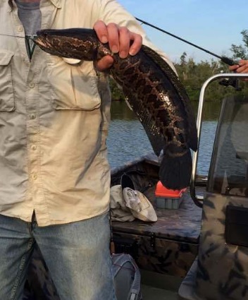 'Kill It Immediately' Walking 3 Foot 'Northern Snakehead' Fish ...