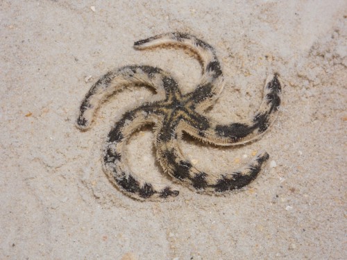 Photos: Rare Starfish Found on PCB Florida Shore - TheCount.com