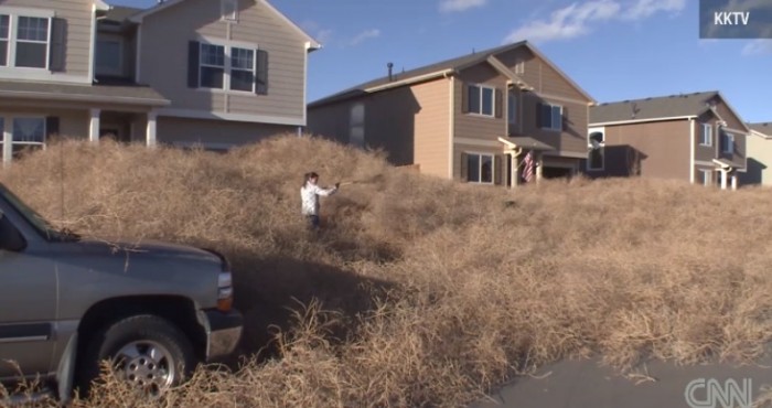 TUMBLEWEEDS Eerily Invade Colorado Neighborhoods - TheCount.com