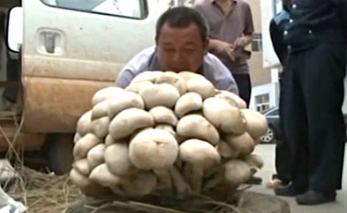 Town Hopeful In Bid For World's LARGEST MUSHROOM! 33 POUNDS! - TheCount.com