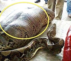 SSSSHOCK! GIANT PYTHON Eats PERSON Who Was Passed Out Drunk - TheCount.com