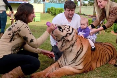 Family Shares Small House With 7 FEROCIOUS TIGERS - TheCount.com